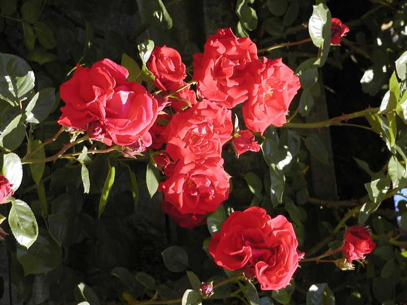 Picture and description of Rosa 'Tanklesant' (SANTANA)
