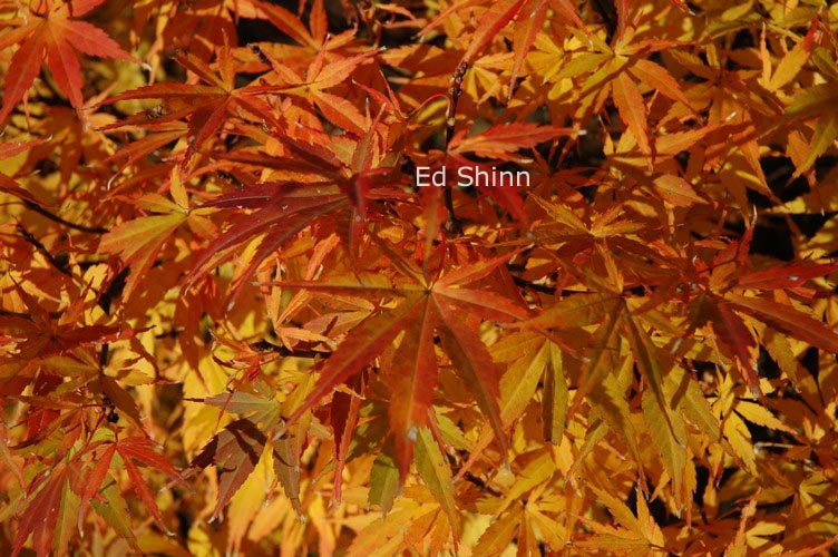 Picture and description of Acer palmatum 'Orion'