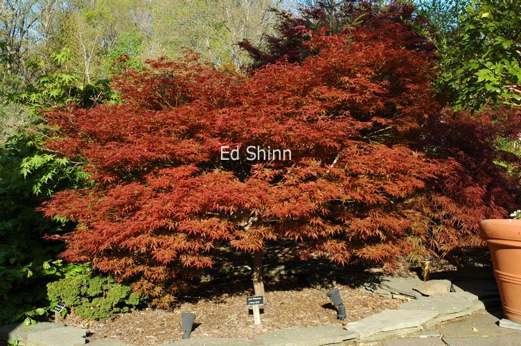 Picture and description of Acer palmatum 'Orion'