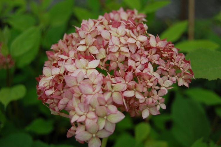Picture and description of Hydrangea arborescens 'Ncha1' (INVINCIBELLE ...