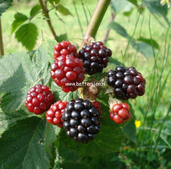 Picture and description of Rubus 'Himalaya'