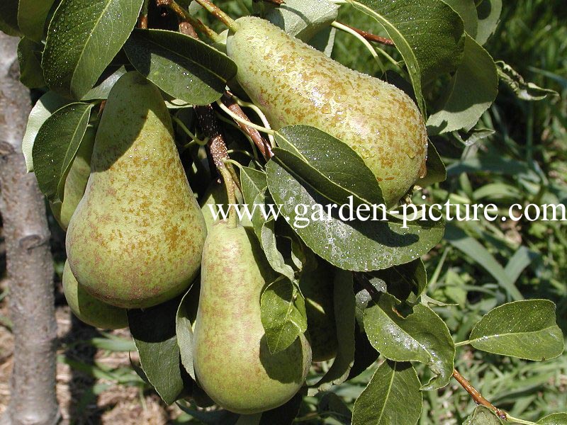 Pyrus communis (Pear) (Pyrus domestica)
