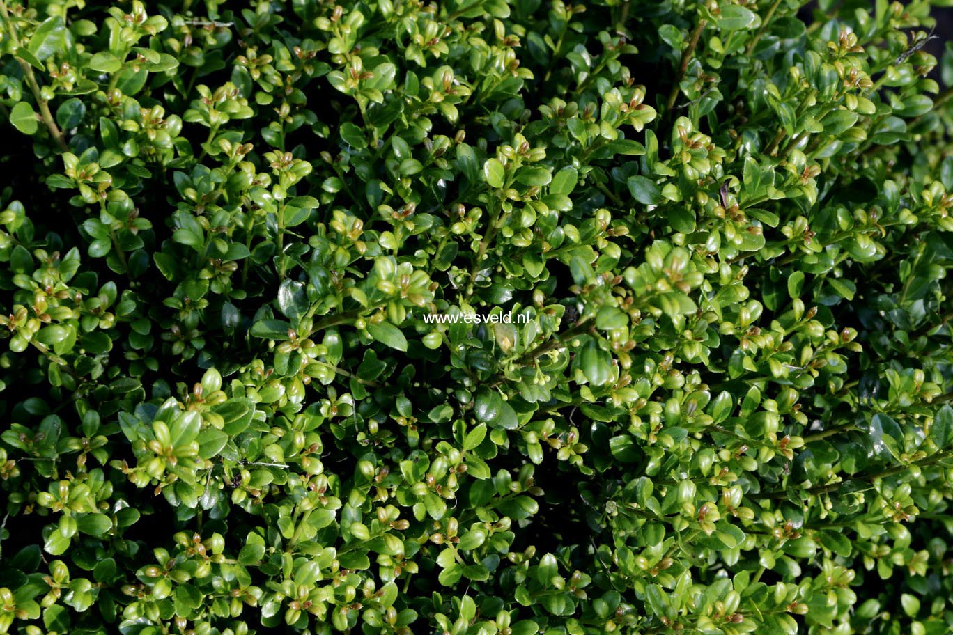 Picture and description of Ilex crenata 'Glorie Dwarf'