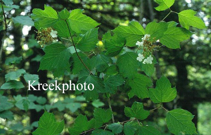 Picture and description of Viburnum trilobum