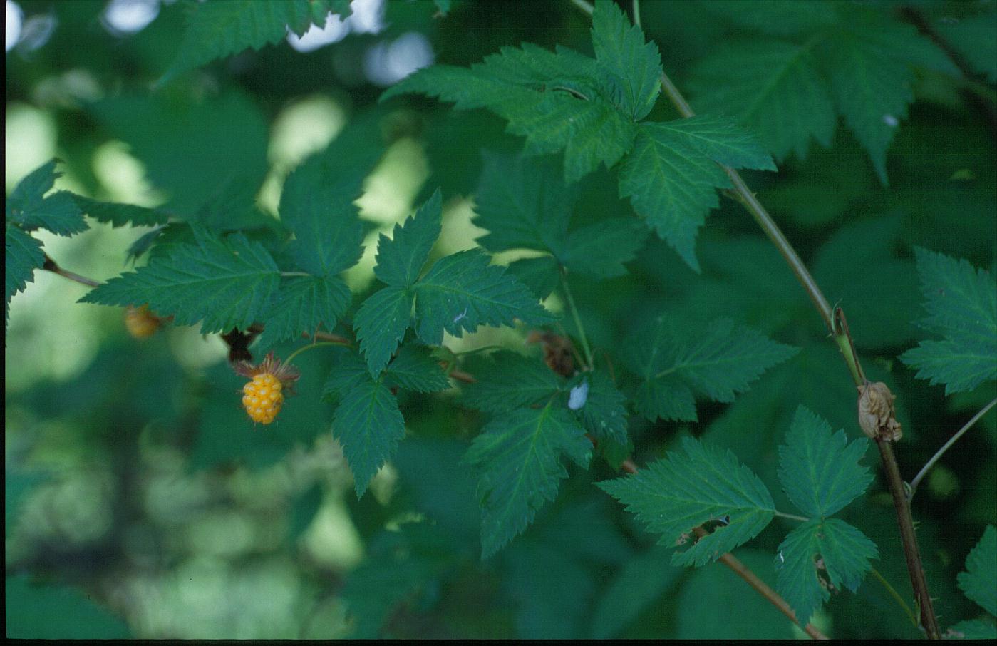 Rubus spectabilis