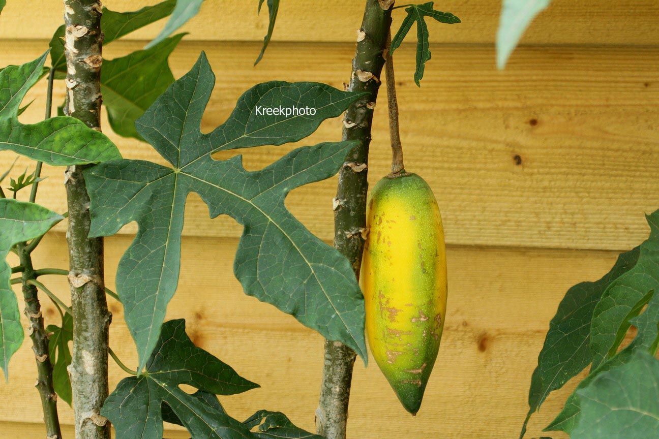 Picture and description of Carica pentagona