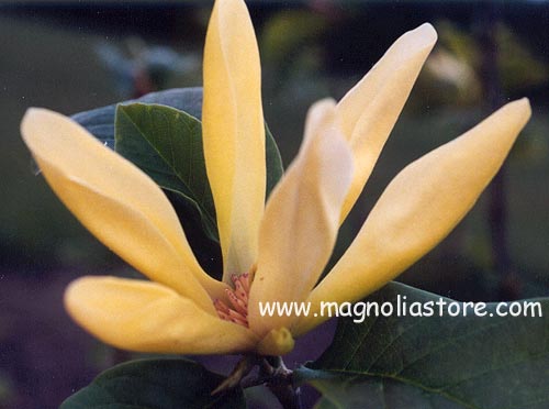 Picture and description of Magnolia 'Sunburst'