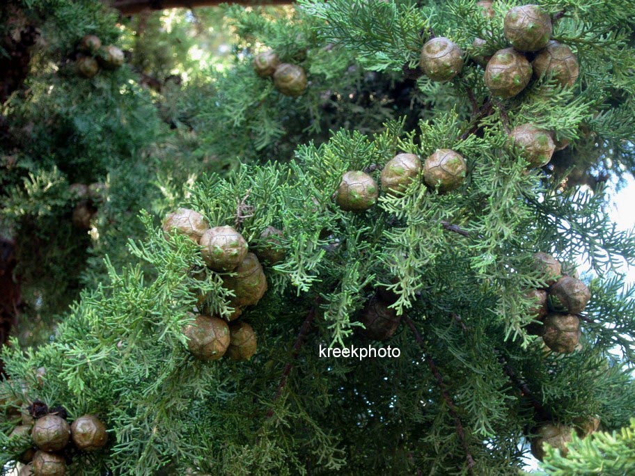 Cupressus macrocarpa