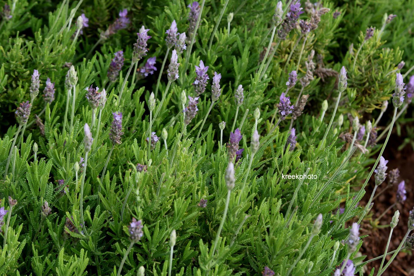 Picture and description of Lavandula dentata