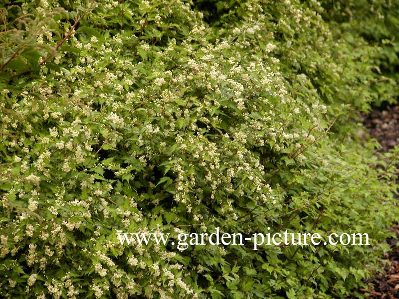 Picture and description of Stephanandra incisa