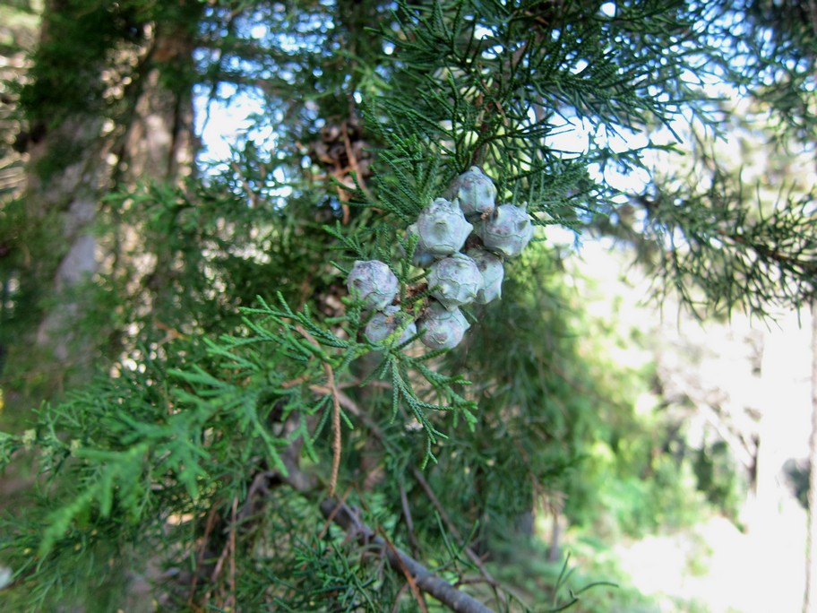 Cupressus macrocarpa