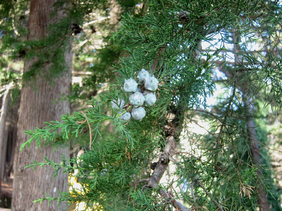 Cupressus macrocarpa