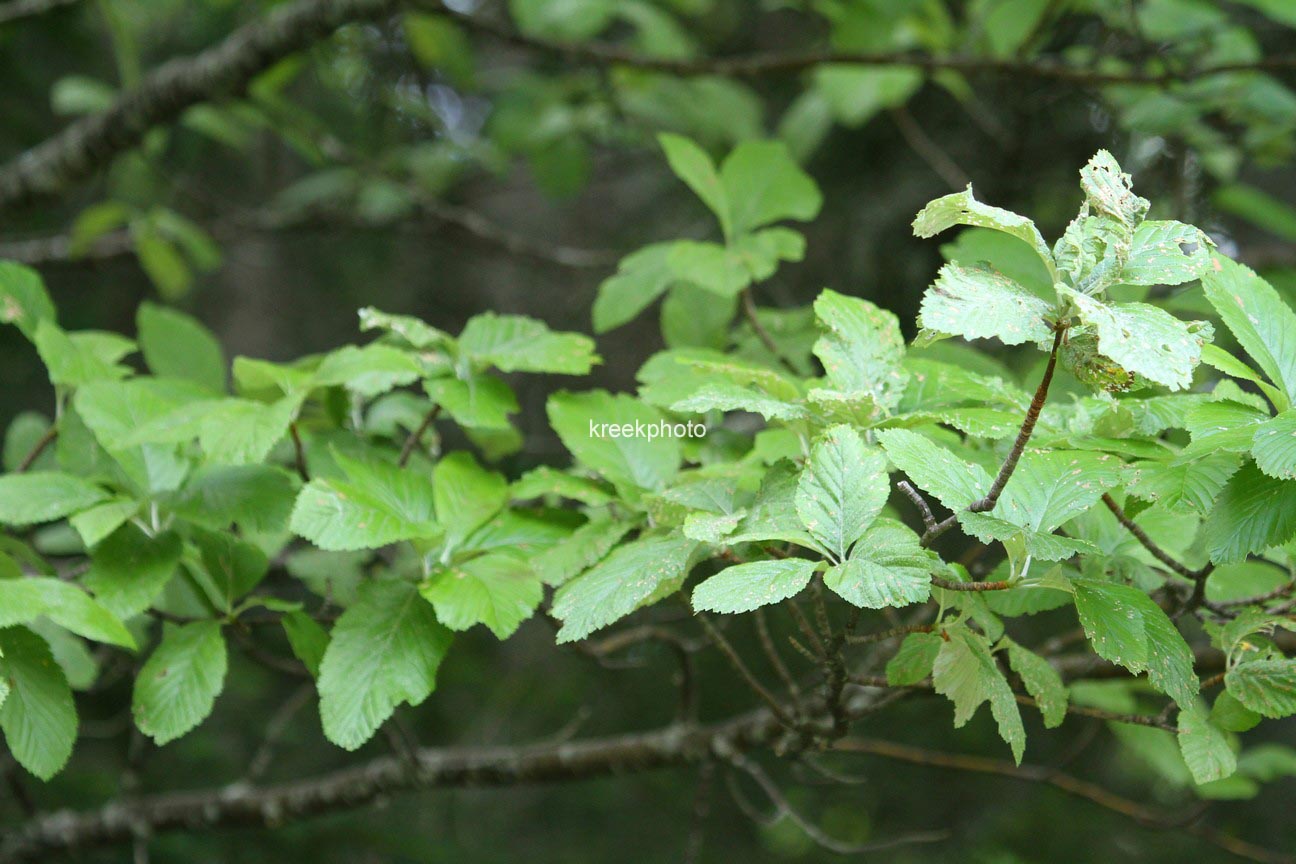 Picture and description of Sorbus aria